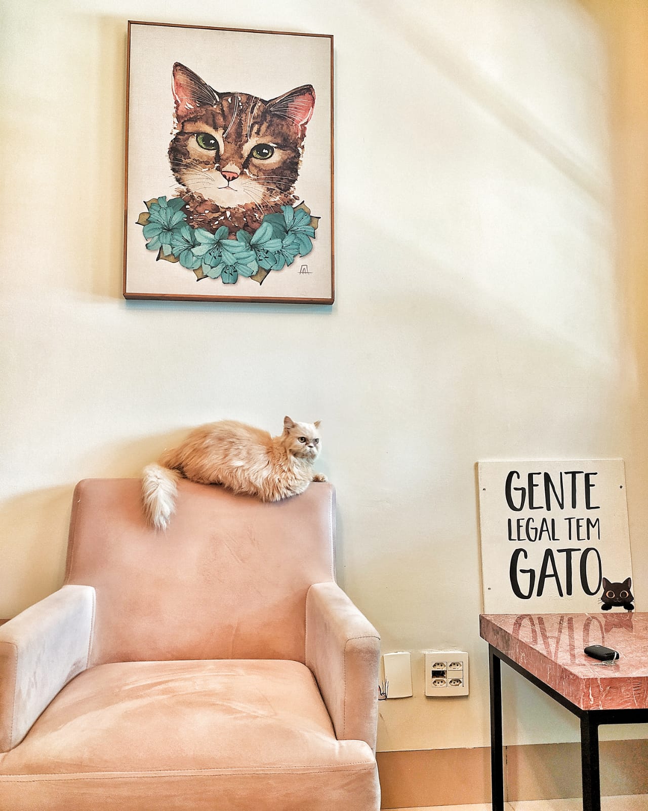 Dr. Gato - Clínica Veterinária de Gatos em Rondonópolis-MT